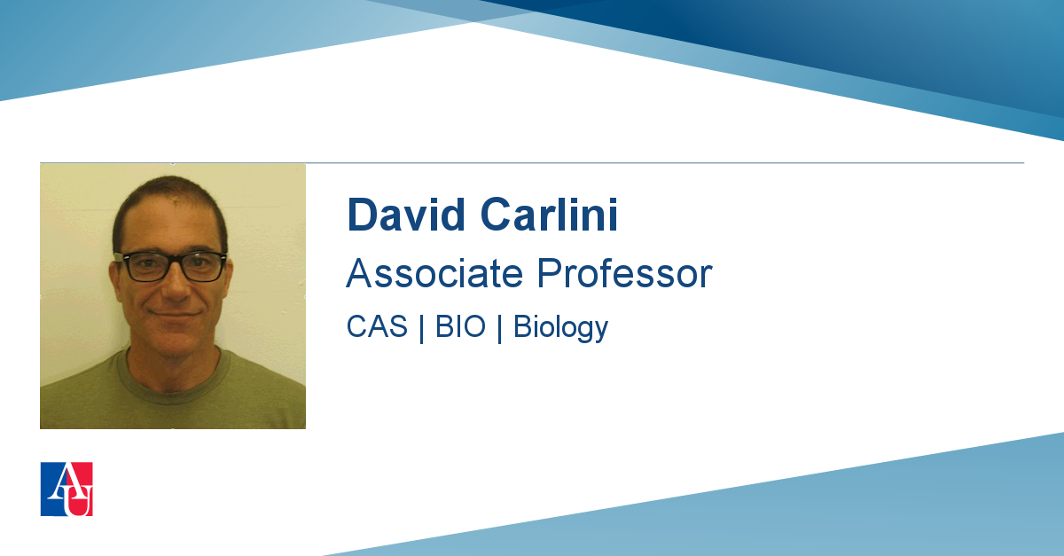 Faculty Profile: David Carlini | American University, Washington, DC