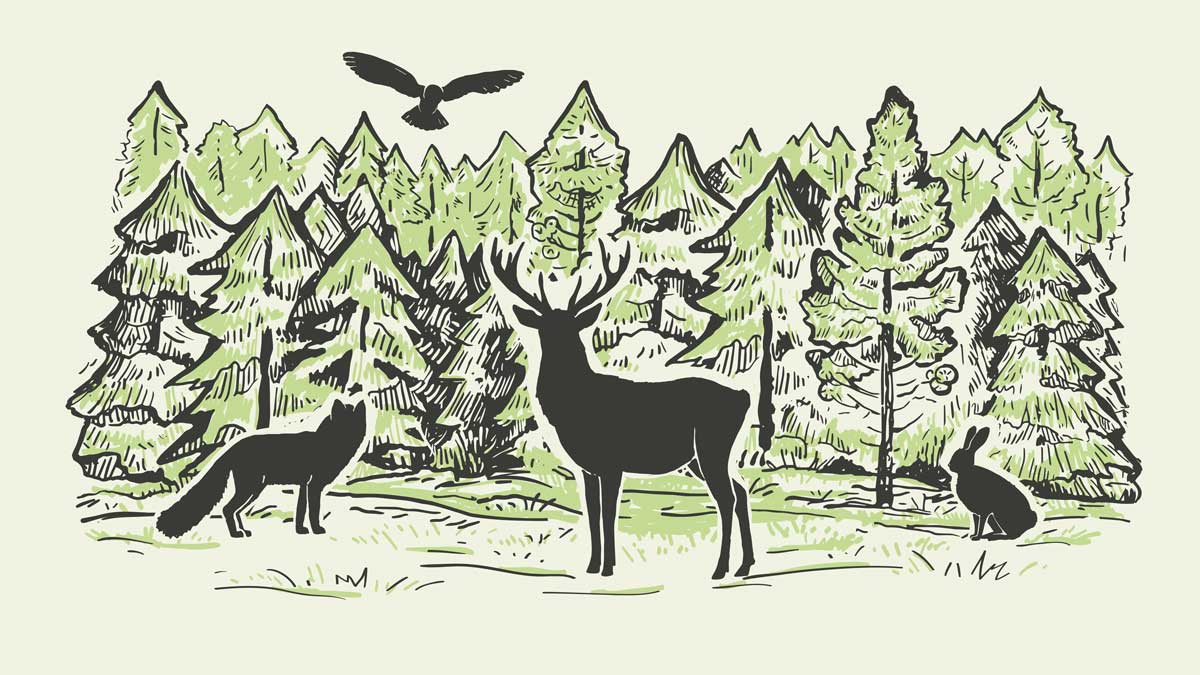 Where the Wild Things Are | American Magazine | American University ...